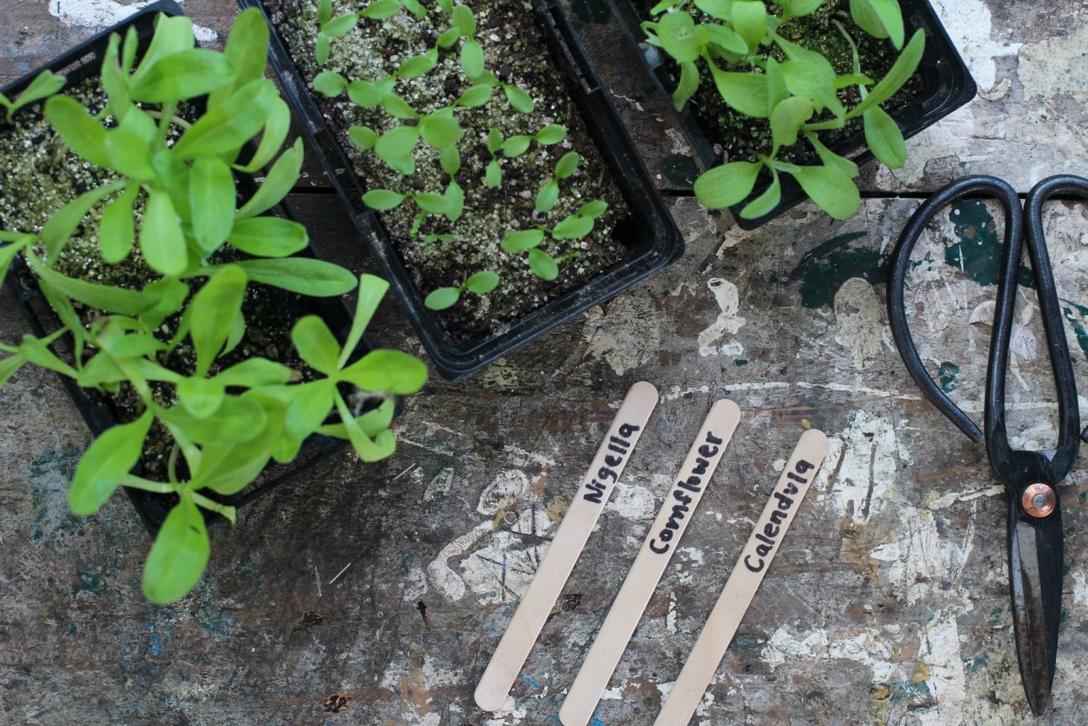 Autumn seed sowing guide | Vegetables & flowers to sow in autumn | Sage ...