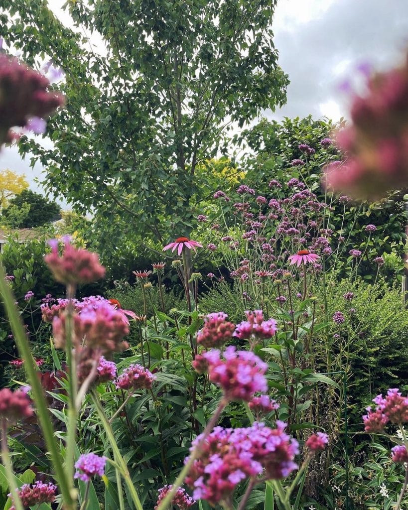 18 Flowering perennials that bloom all summer long | Sage Journal