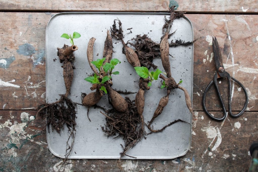 Propagating plants: How to propagate perennials by division | Sage Journal