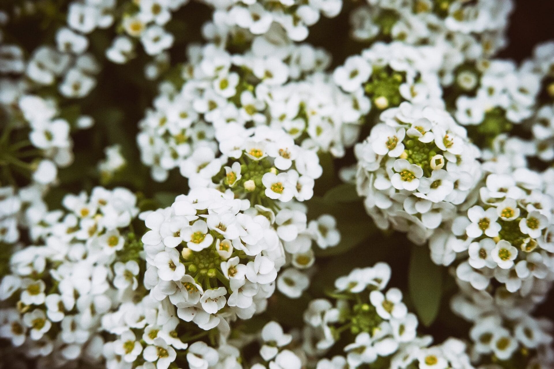11 Annuals for Spring: Colourful Blooming Flowers for Spring | Sage Journal