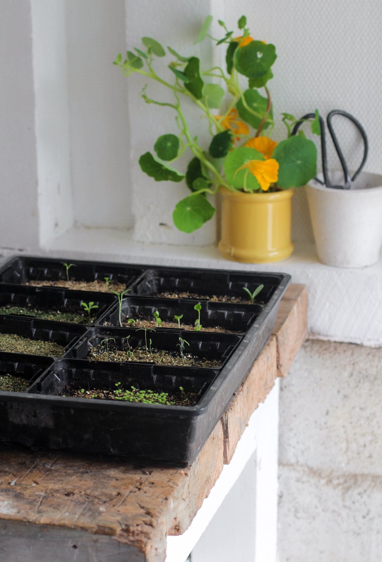 Autumn seed sowing guide | Vegetables & flowers to sow in autumn | Sage ...