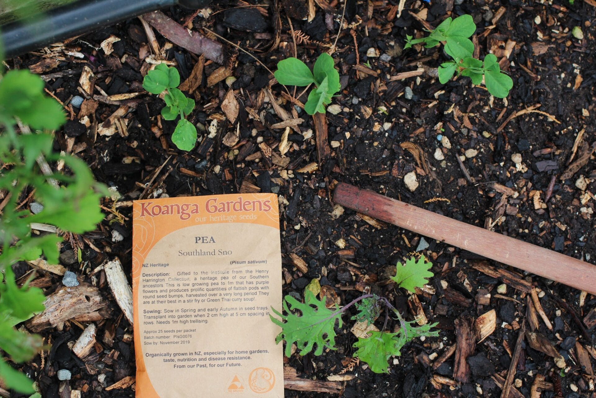 Autumn seed sowing guide | Vegetables & flowers to sow in autumn | Sage ...