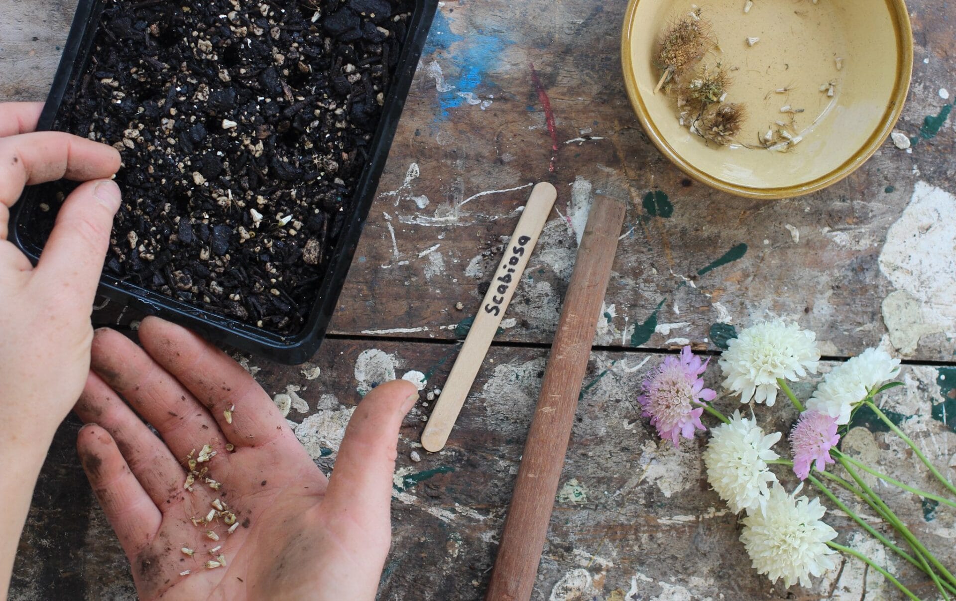 Autumn seed sowing guide | Vegetables & flowers to sow in autumn | Sage ...