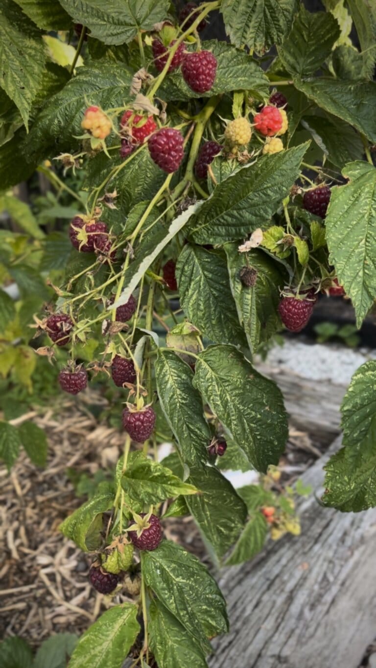How to grow, prune & care for raspberries | Sage Journal