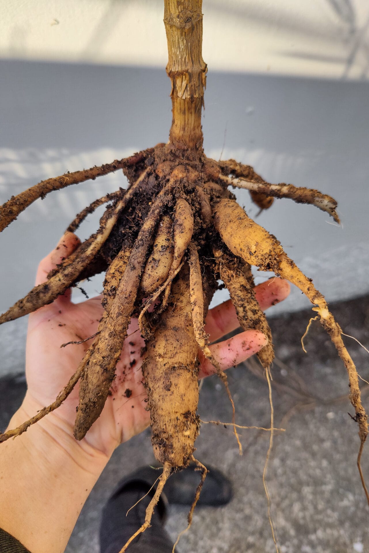 Preparing dahlias for winter | A guide to digging & storing dahlia ...