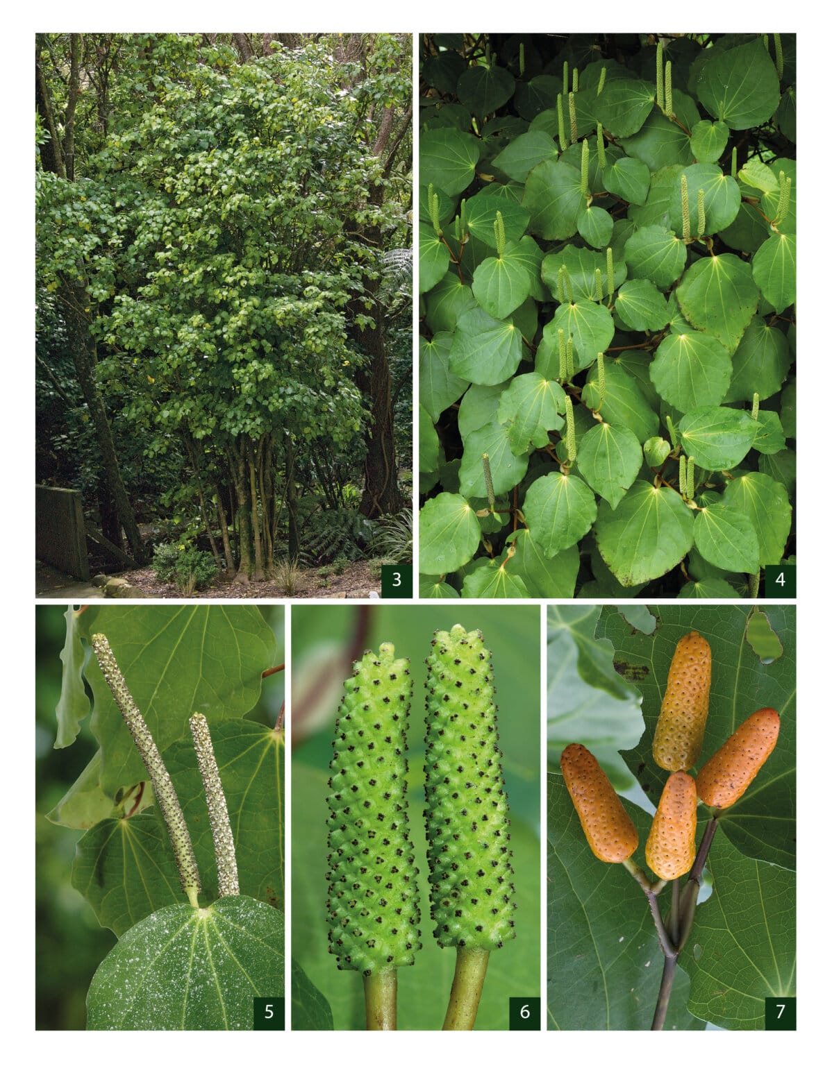 Plant profile | Kawakawa (Piper excelsum subspecies. excelsum) | Sage ...