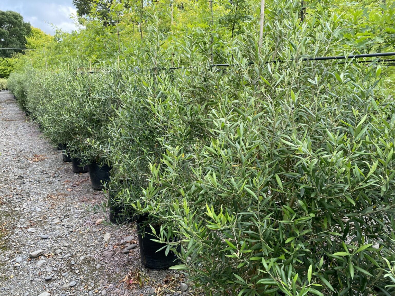 10 best hedges & screening plants for privacy and beauty | Sage Journal