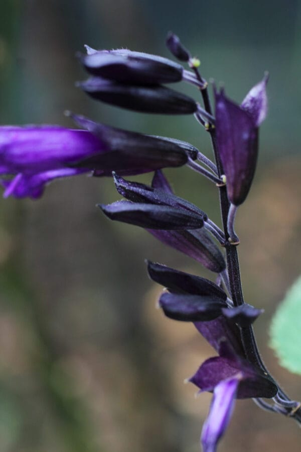 Salvias | The ultimate guide to growing salvia plants | Sage Journal