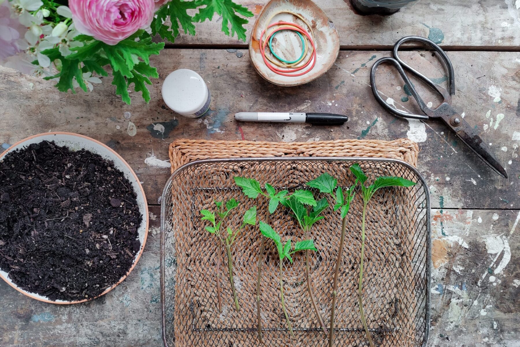 Salvias | The ultimate guide to growing salvia plants | Sage Journal