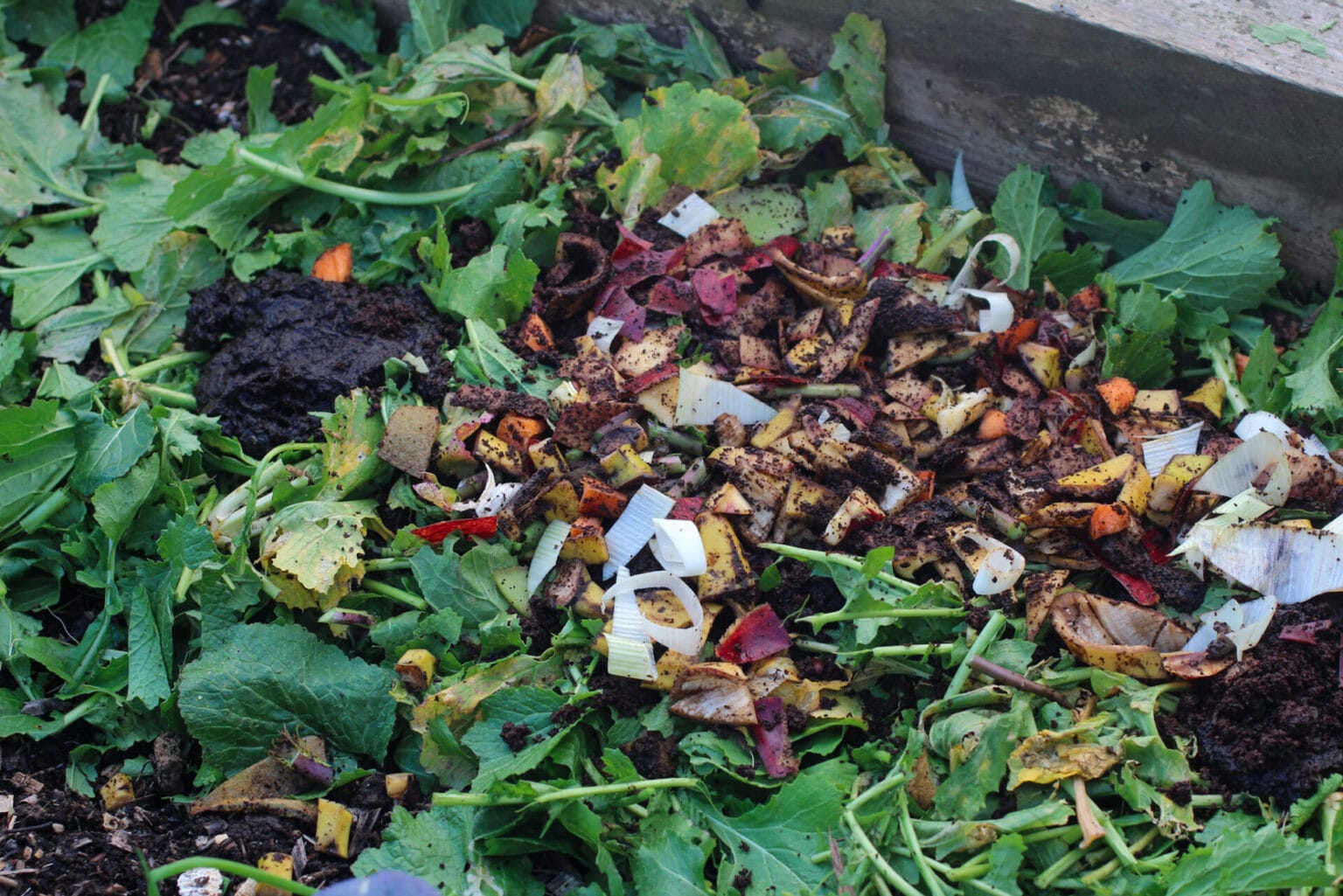 Autumn seed sowing guide | Vegetables & flowers to sow in autumn | Sage ...