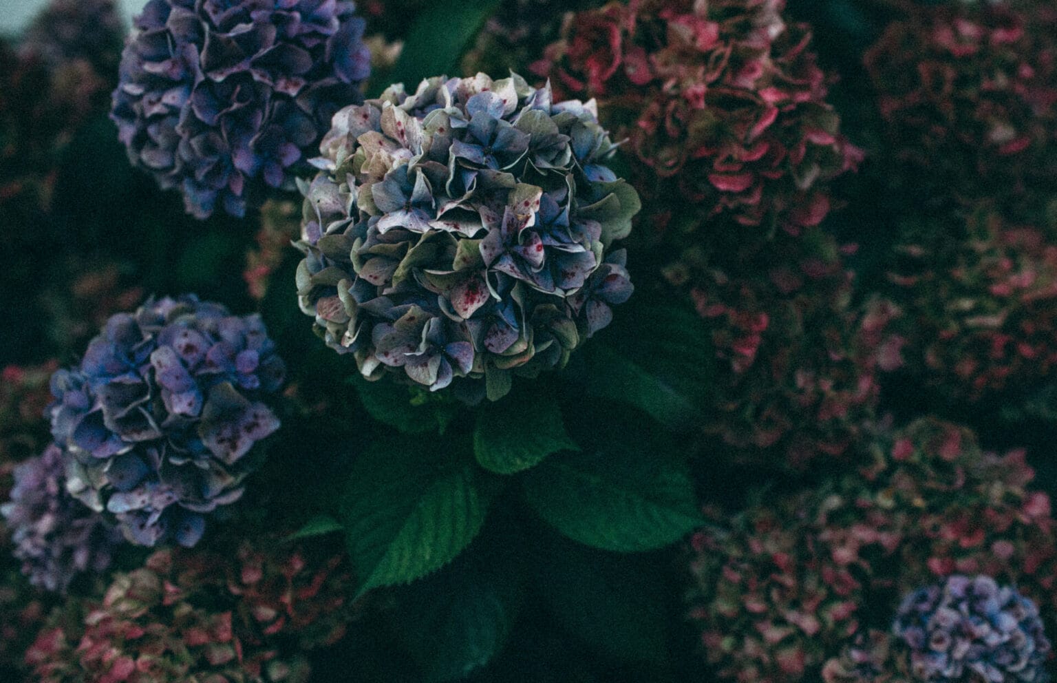 Pruning hydrangeas: When & how to cut back different varieties | Sage ...