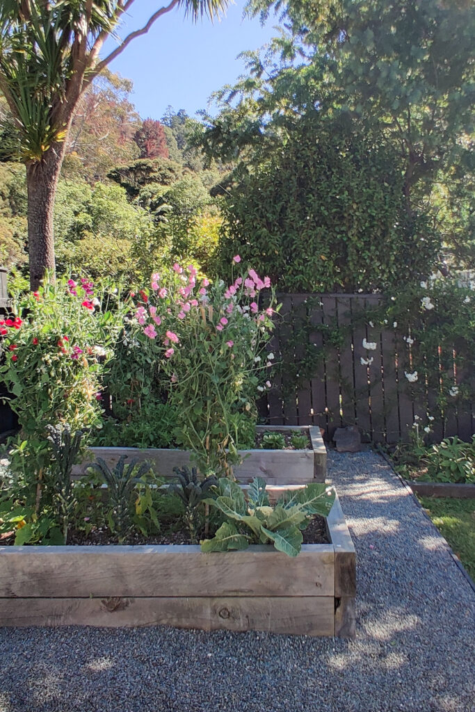 How to grow & keep your sweet peas flowering all summer long | Sage Journal