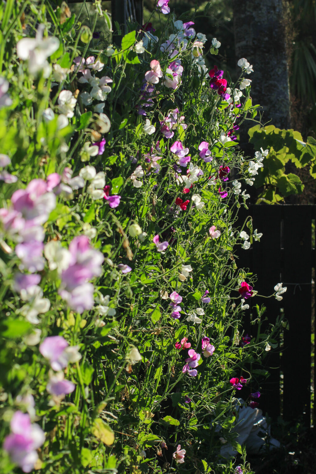 How to grow & keep your sweet peas flowering all summer long | Sage Journal