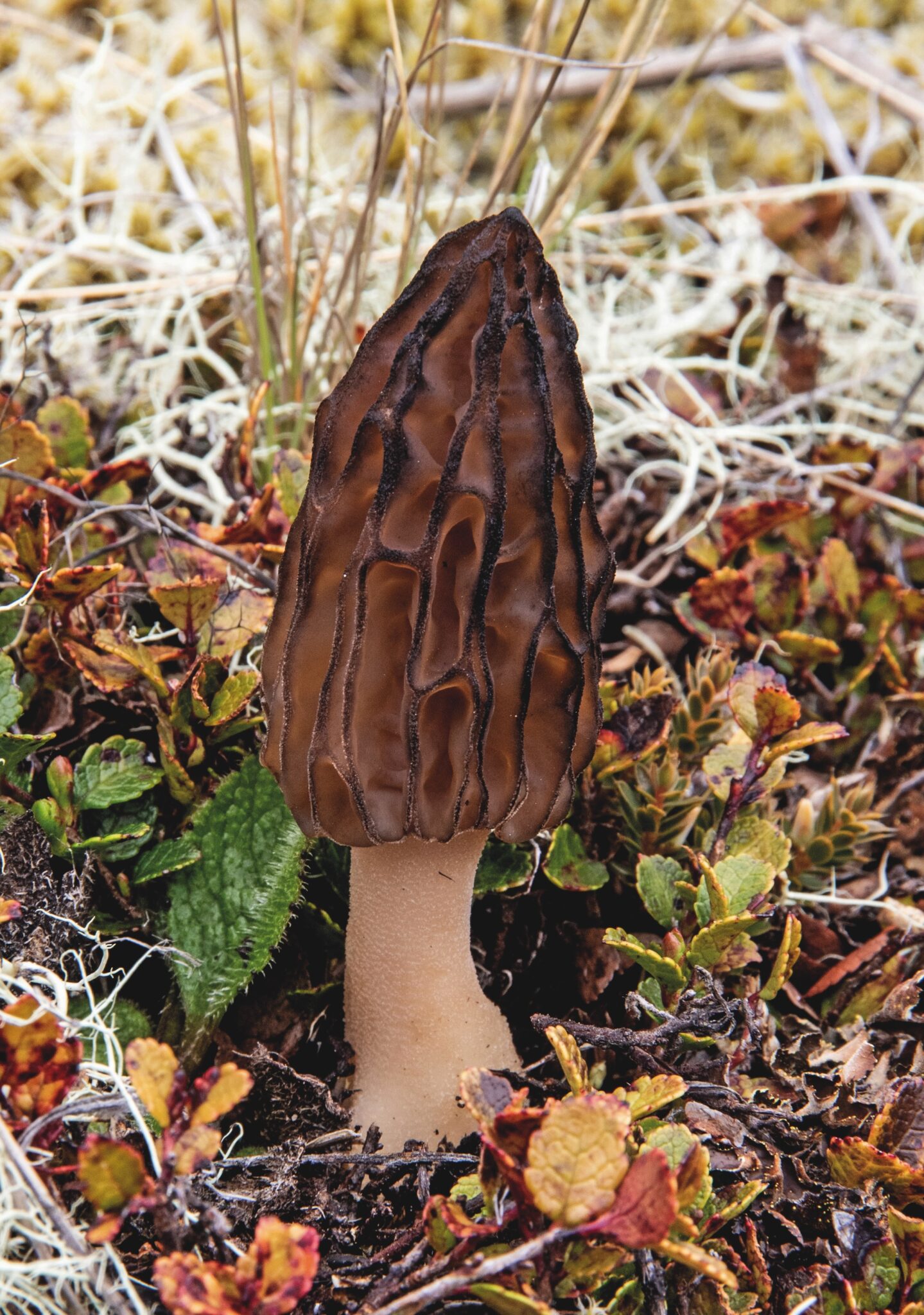 Forager’s favourites | 6 interesting edible fungi to find in Aotearoa ...