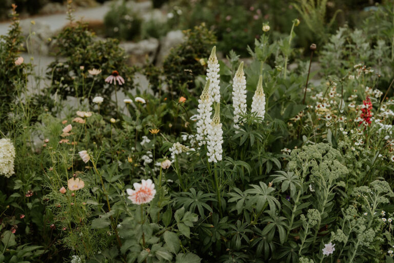 A new crop | How a Marlborough farming family blends cut flower ...