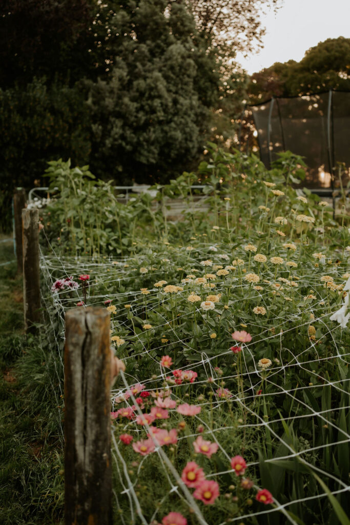 A new crop | How a Marlborough farming family blends cut flower ...
