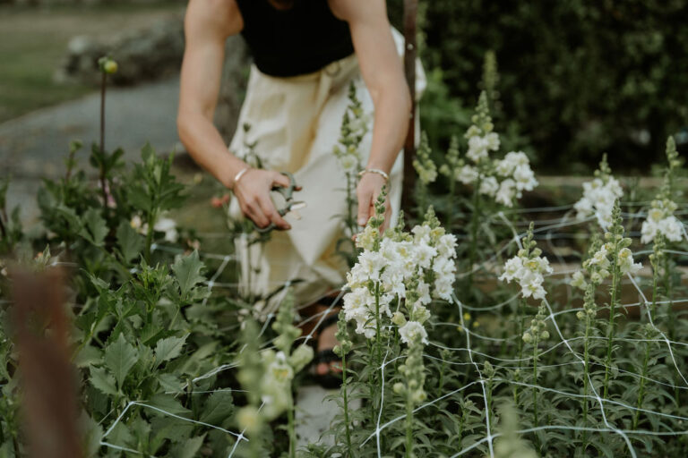 A new crop | How a Marlborough farming family blends cut flower ...