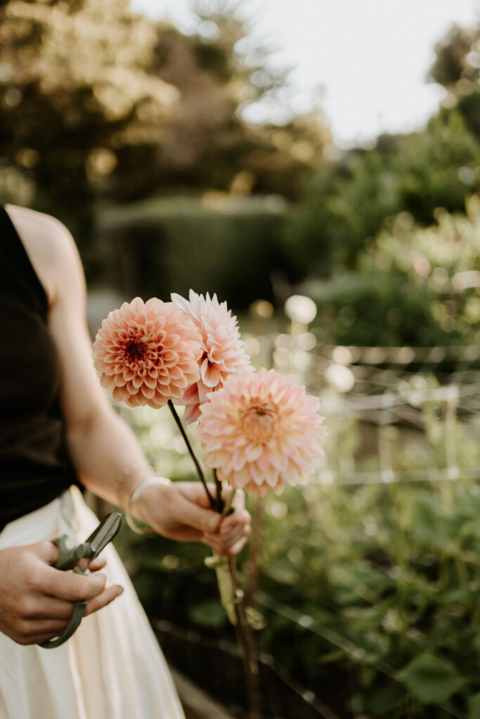 A new crop | How a Marlborough farming family blends cut flower ...