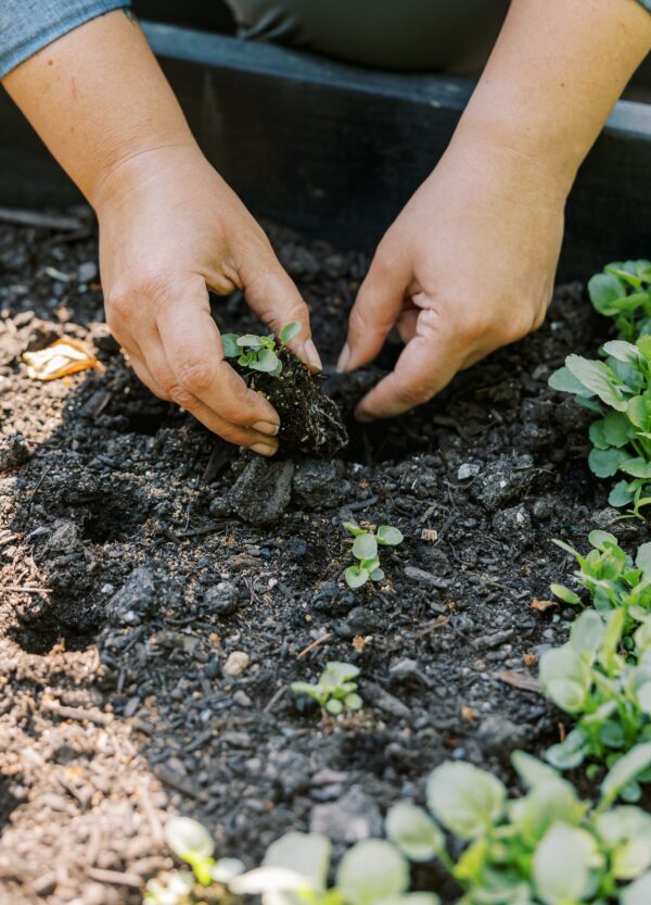 How to grow pansies & violas in the garden or containers | Sage Journal