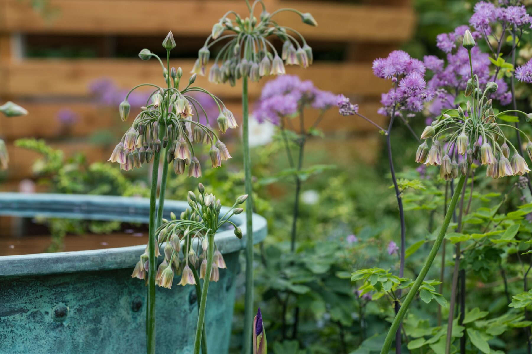 Designed to challenge perceptions & celebrate difference | The Down’s ...