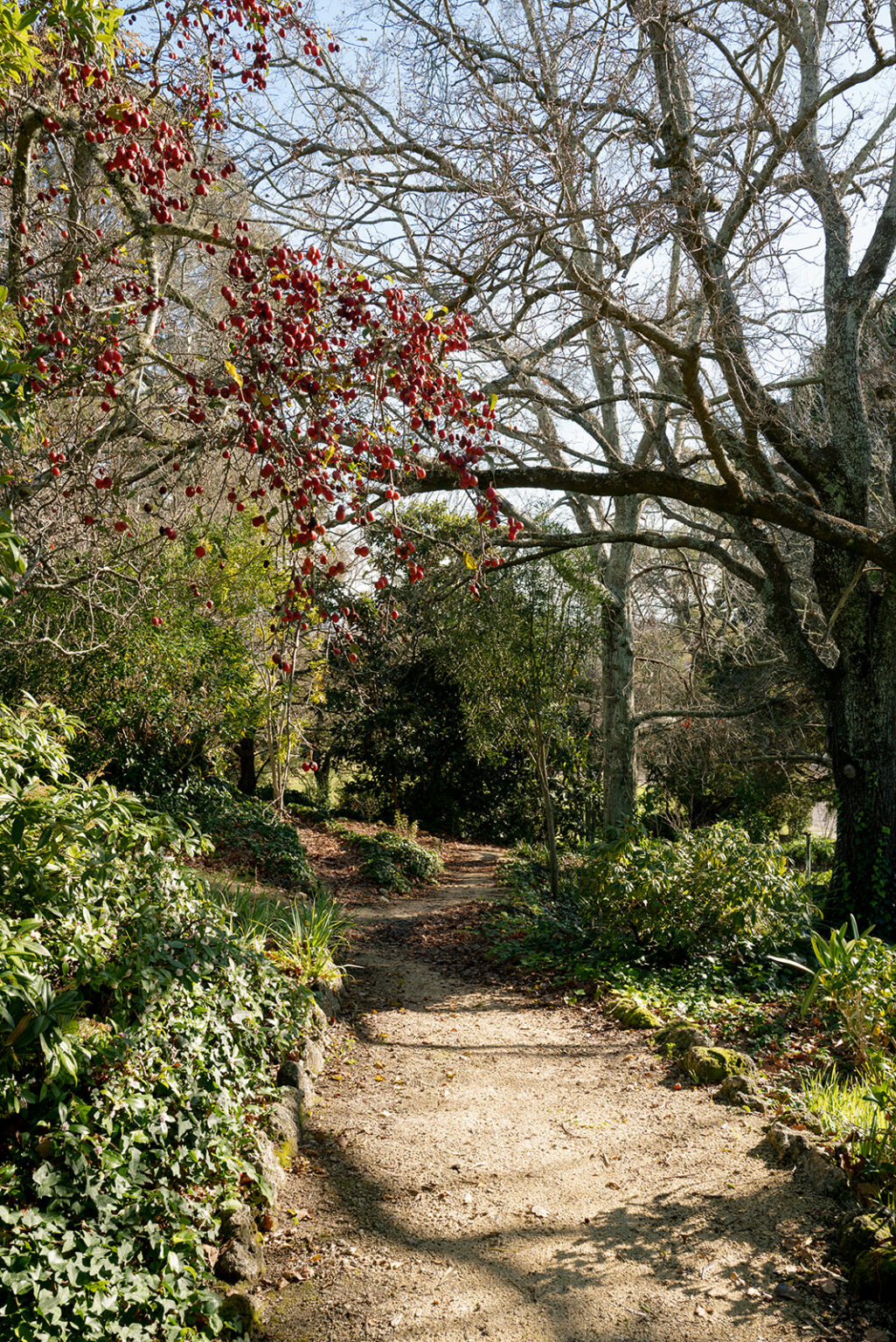 A winter garden gathering | Celebrating 5 years of Sage Journal with ...