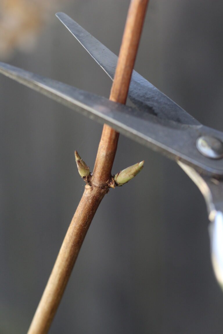 Pruning hydrangeas | When & how to cut back different varieties | Sage ...