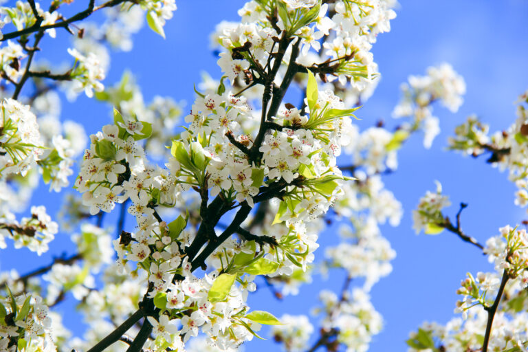 5 blossoming trees to add to your garden for spring | Sage Journal
