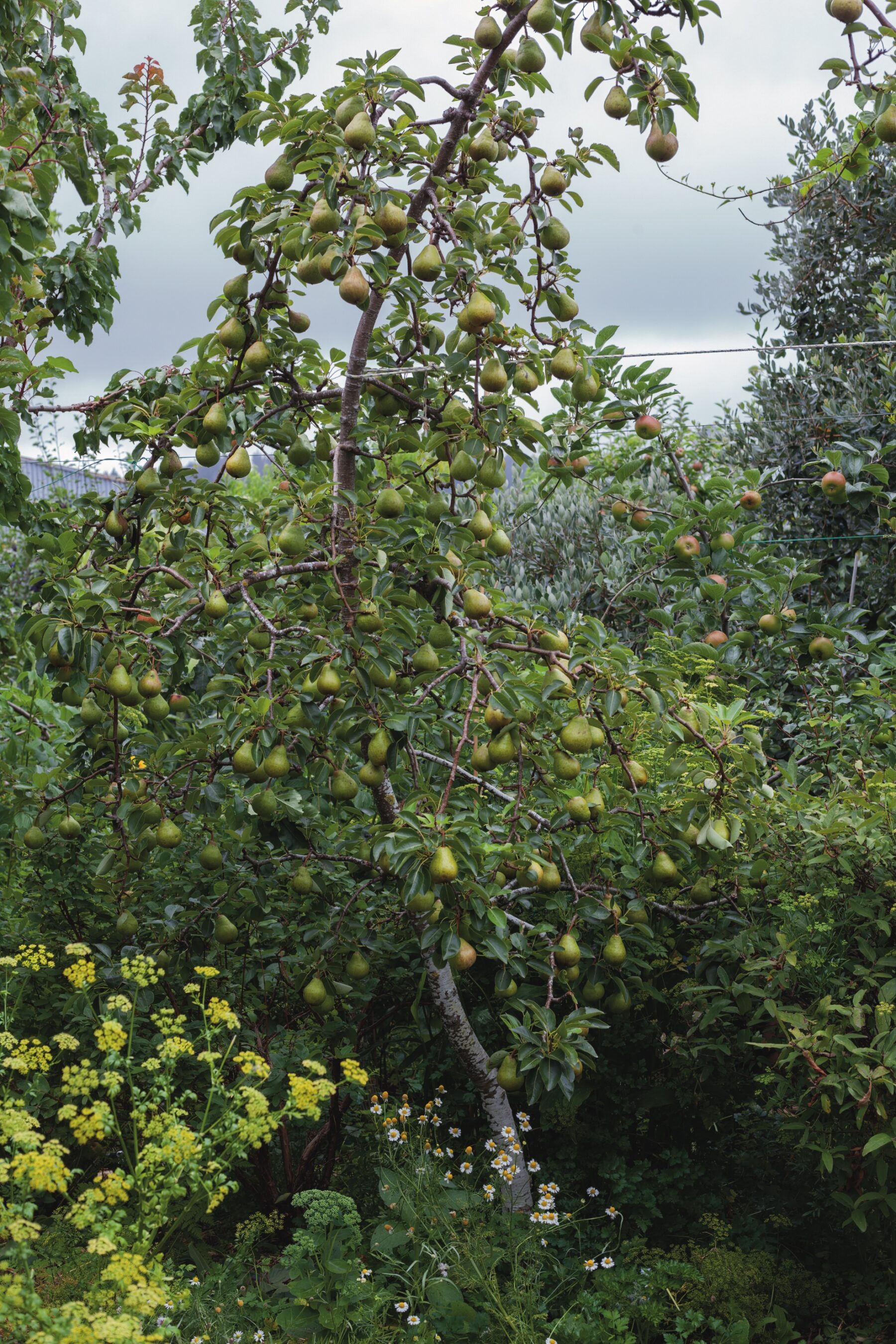 Your ever-changing orchard | Homegrown fruit: A Practical Guide | Sage ...